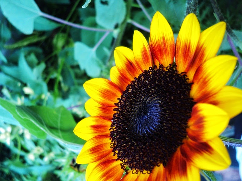 Rosesana's Sunflower: The Solar flare