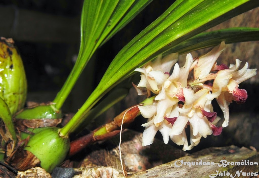 ORQUÍDEAS * BROMÉLIAS: 179 - Orquídea: Xylobium Foveatum