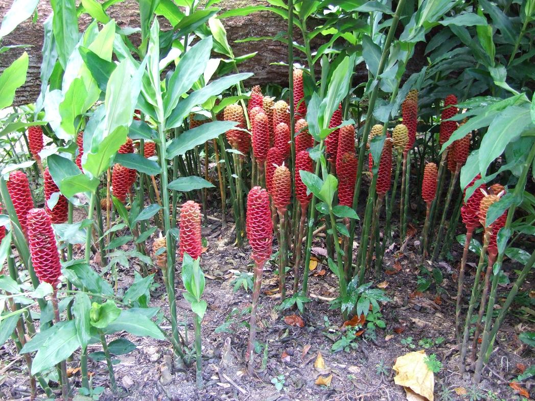 Plant World: Zingiber spectabile