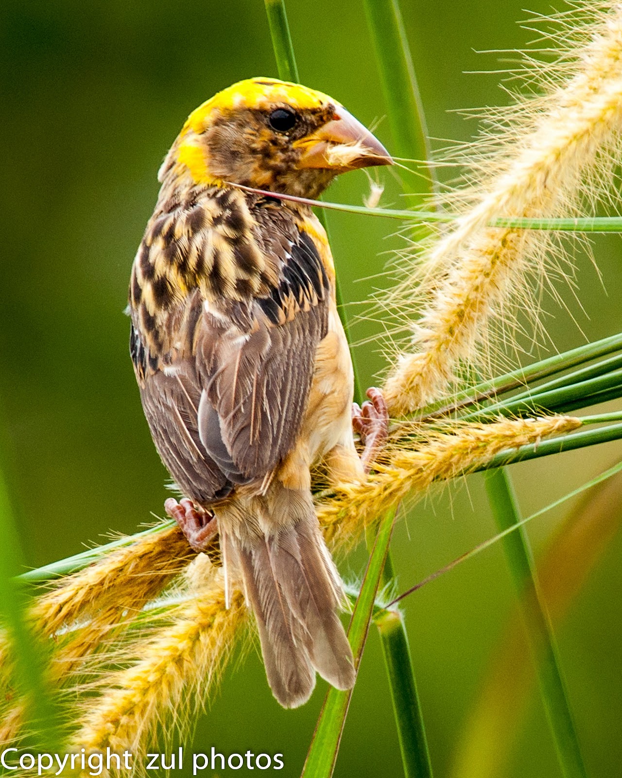 Zul Ya - Birds of Peninsular Malaysia: Baya Weaver