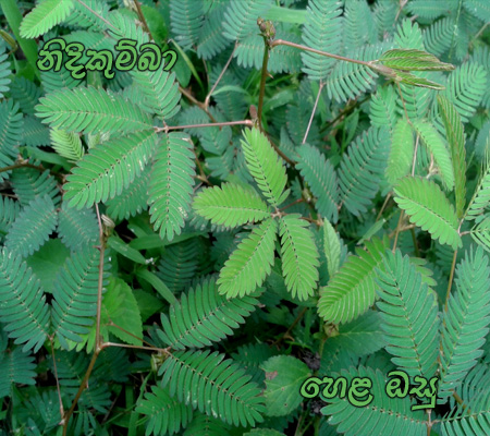 Hela osu: නිදිකුම්බා (NIDIKUMBA)