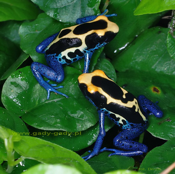 Zwierzaki Madzi: Najpiękniejsze żaby świata