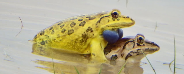 Ander 7 : Hoplobatrachus tigerinus - Sapo-touro-indiano