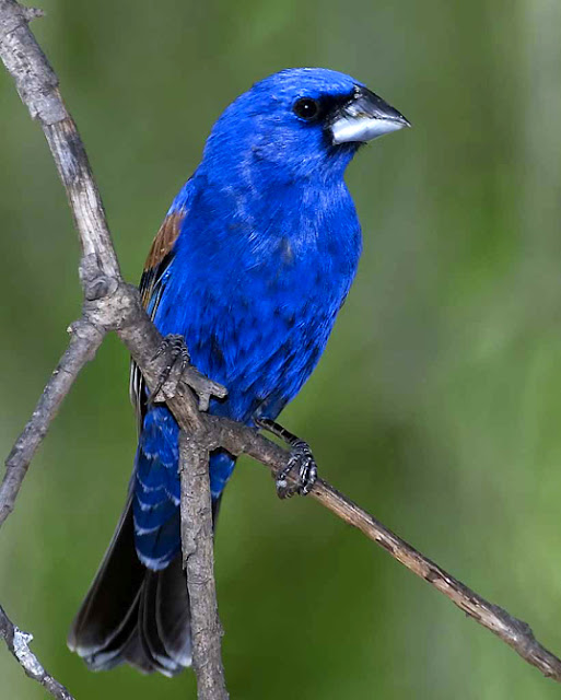 Aves en El Salvador: AZULEJOS