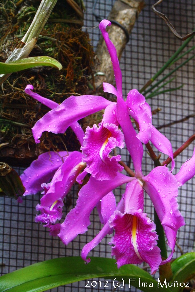 Foto Orquidea Cattleya maxima - Orquideas del Peru