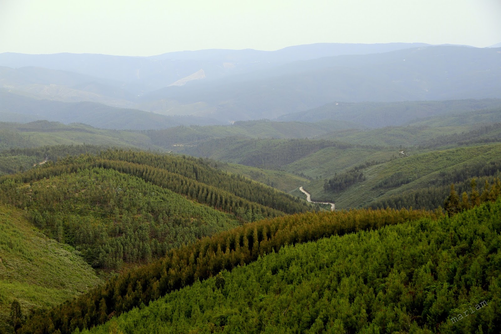 mariam: [Pinus pinaster] Maior mancha de Pinheiro Bravo da Europa