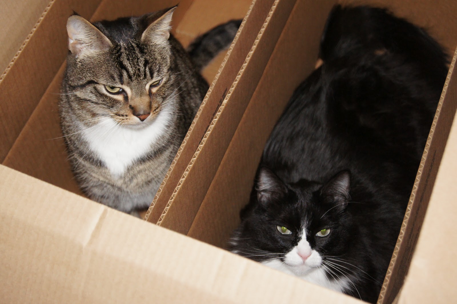 AB^2 + X + 2c: 1 boy + 2 cats + 3 boxes = recipe for cuteness