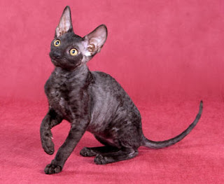 Cat Pictures and Information