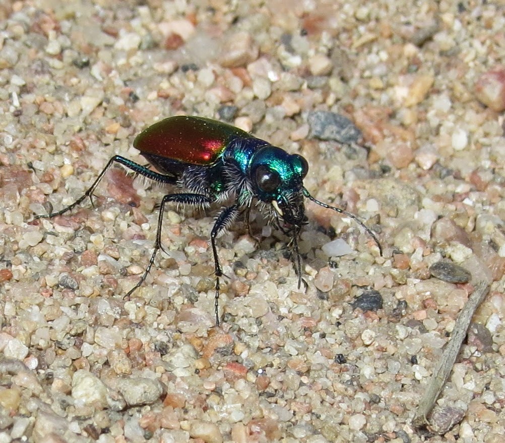Bug Eric: Springtime Tiger Beetles