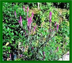 Manfaat dan Khasiat Tanaman Boroco (Celosia argentea Linn.) | Cara Budidaya