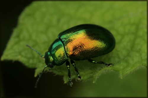 ENTOMOLOGÍA AGRÍCOLA