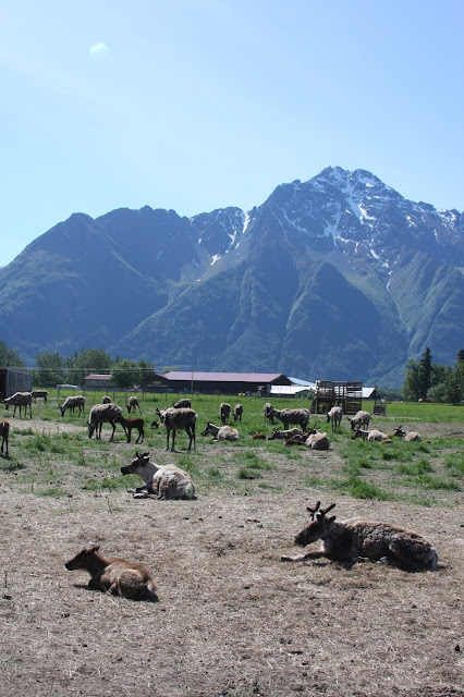 Life Through My Lens: Reindeer Farm ~ Palmer Alaska