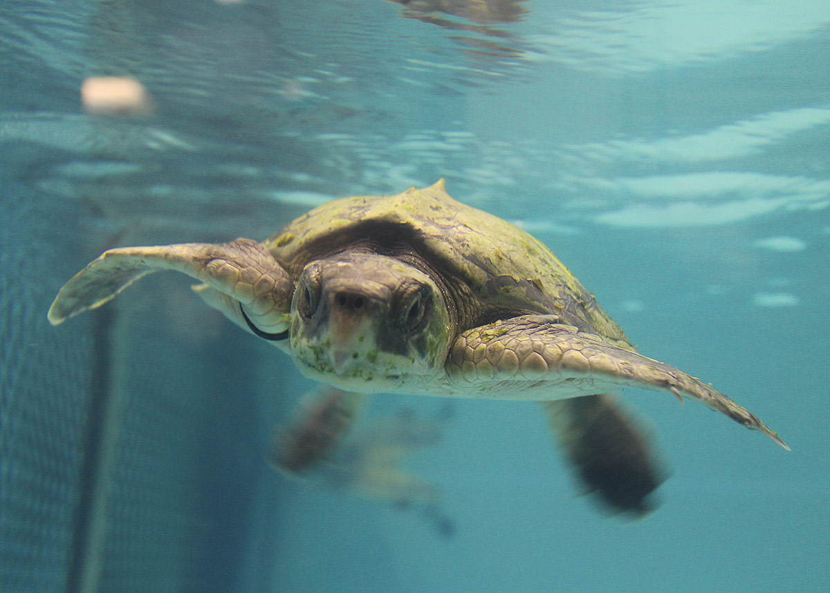 Marine Animal Rescue Team Blog