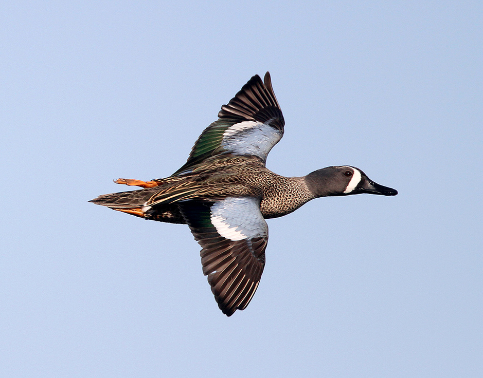 Bellas Aves de El Salvador: Anas discors (pato migratorio de alas ...