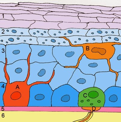 Crème de Beauté: Ihon rakenne ja kosmetiikan imeytyminen