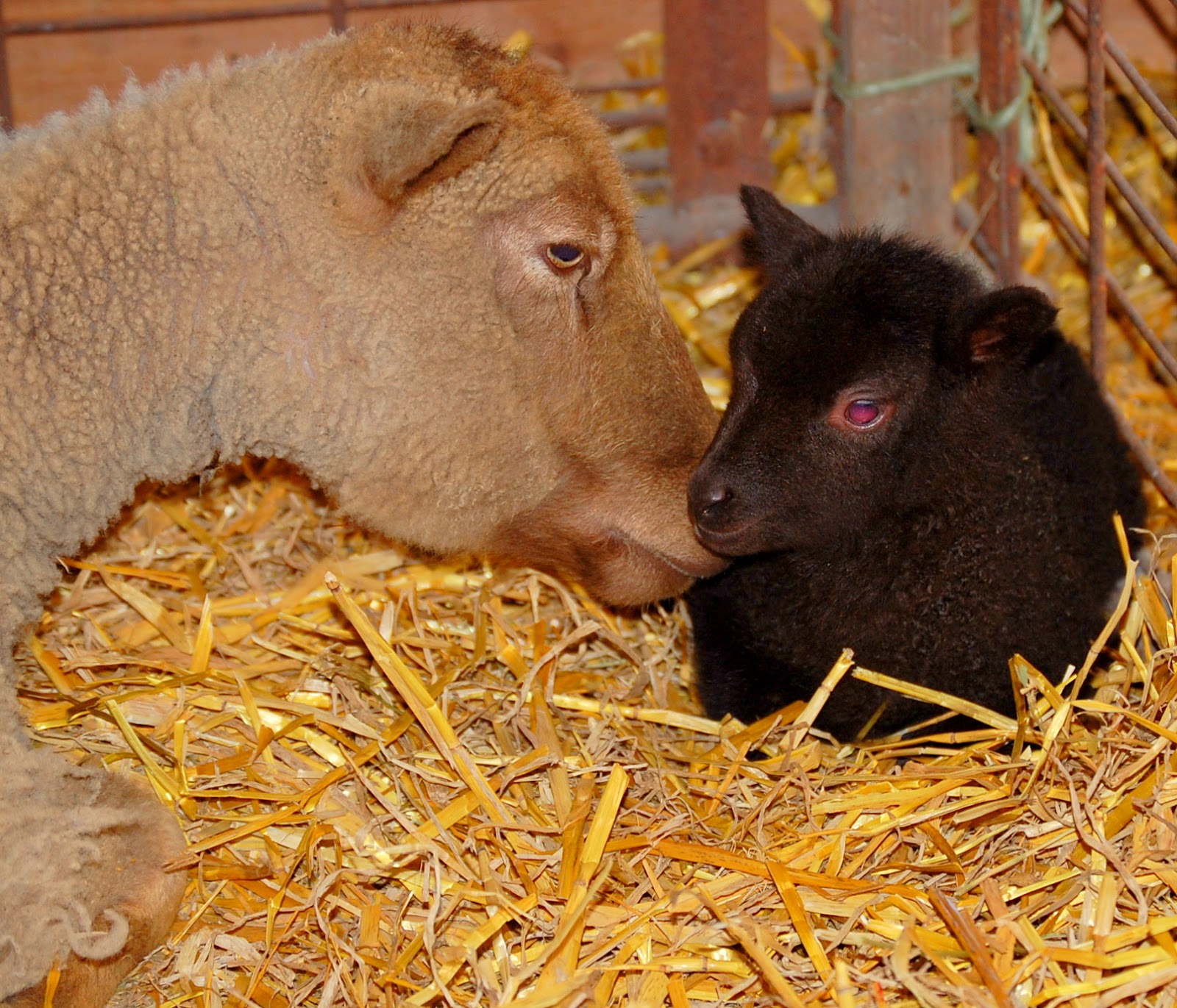 Crosswinds Farm: Baa Baa brown sheep
