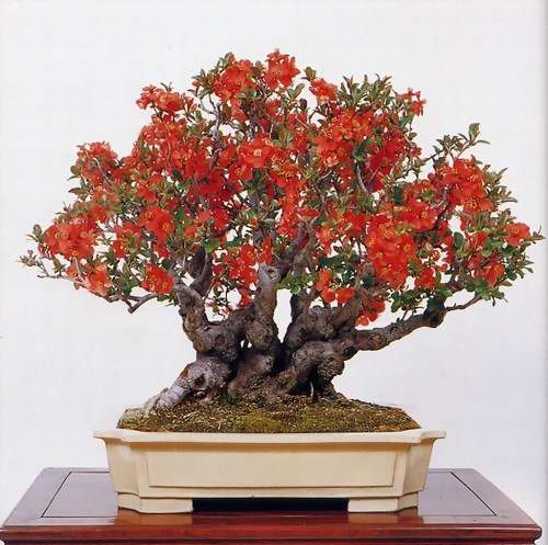 Beautiful and Rare Bonsai Trees ScreenSavers and images collections ...