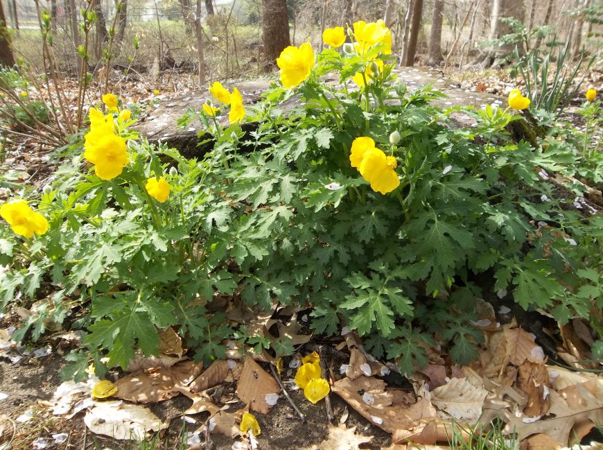 Future Plants by Randy Stewart: Stylophorum diphyllum - Wood Poppy