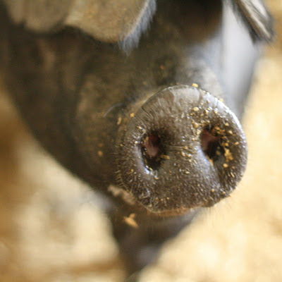 Diary of a Locavore: The Local Food Report: heritage pigs