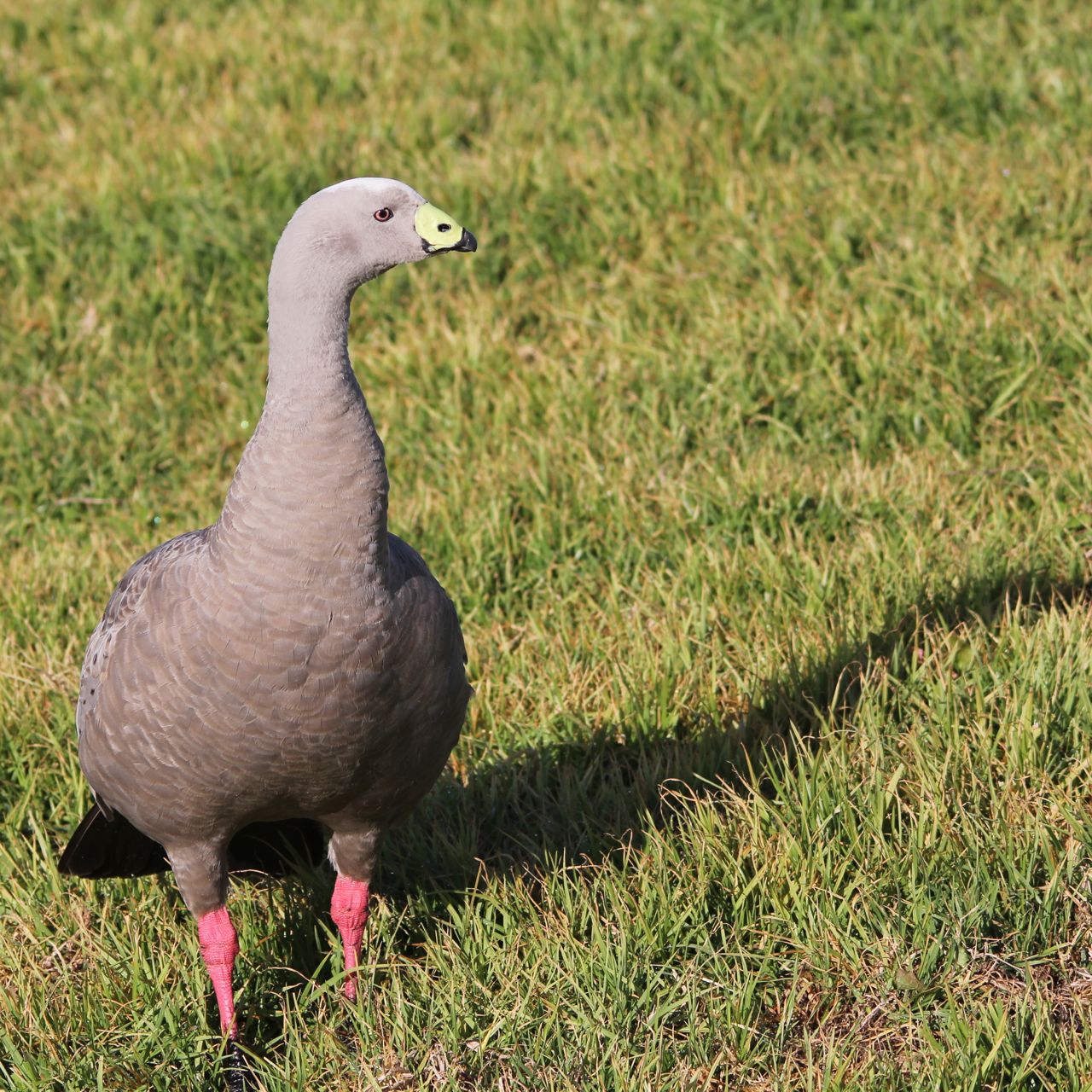 Pete's Flap Birding Aus: Cape Barren Geese, Phillip Island