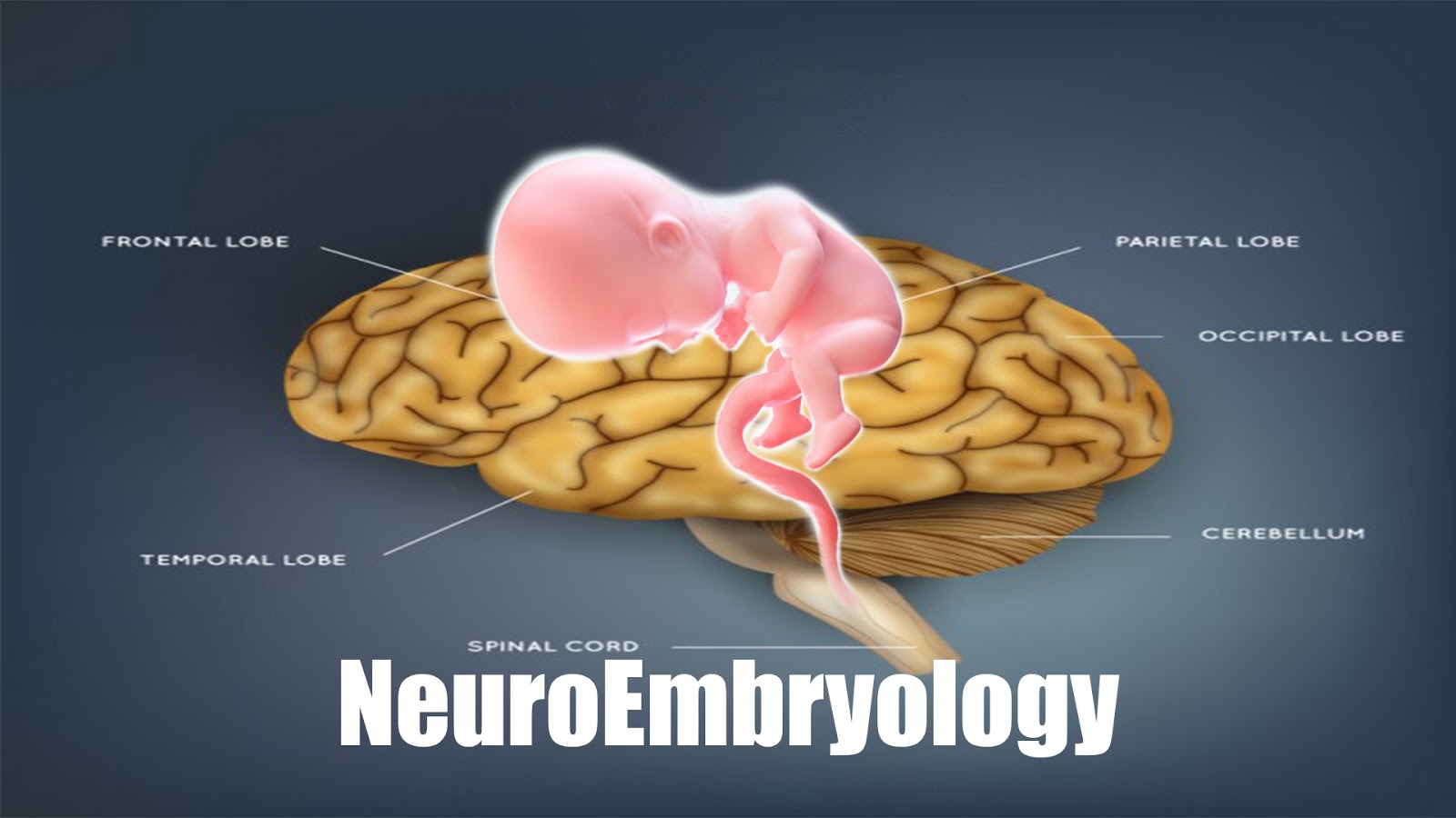 Neuroembryology | El Paso, TX.
