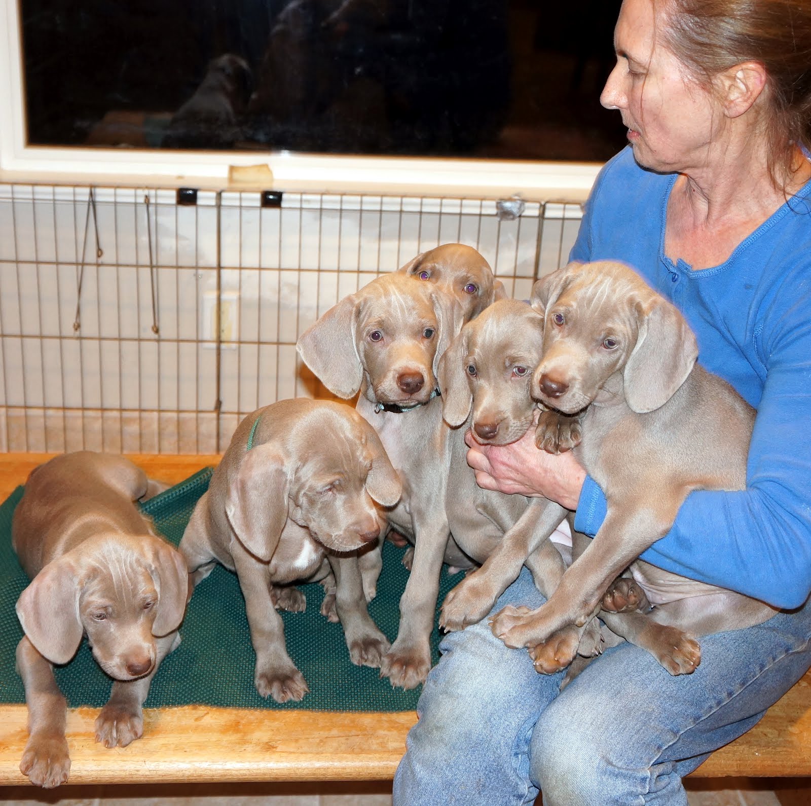 RoseWin Weimaraners: ROSEWIN PUPPY PACK 8 weeks old from CERVELO / LILY LITTER Jan 2012