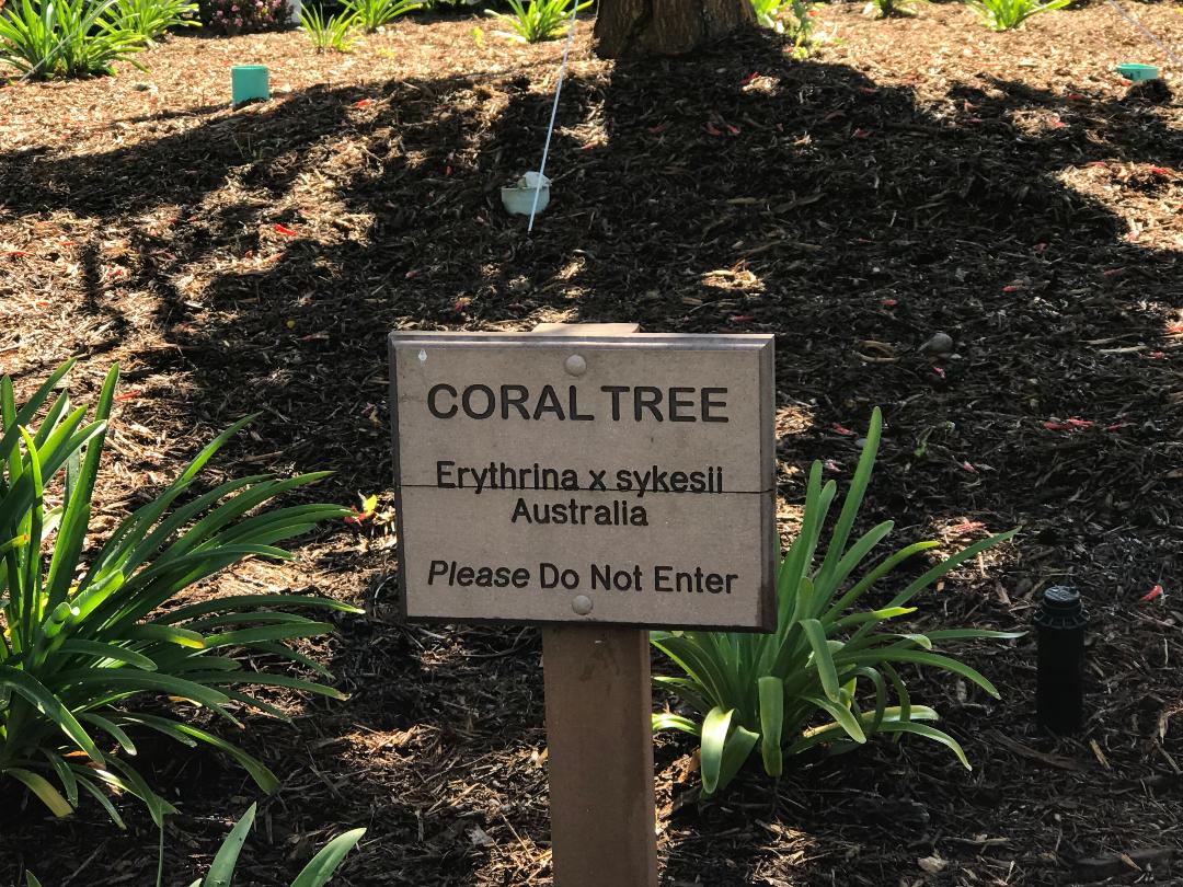 Relevant Tea Leaf: Day 6 - Coral Tree Tea House