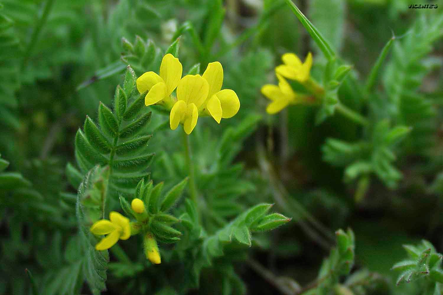 Las flores silvestres de Hormaza: Ornithopus compressus