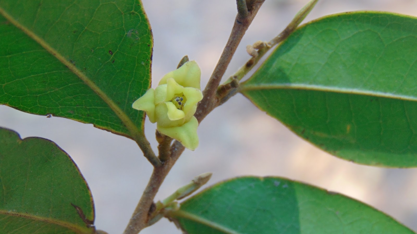 Flora of Odisha : A glimpse with Sanjeet Kumar- Part-1