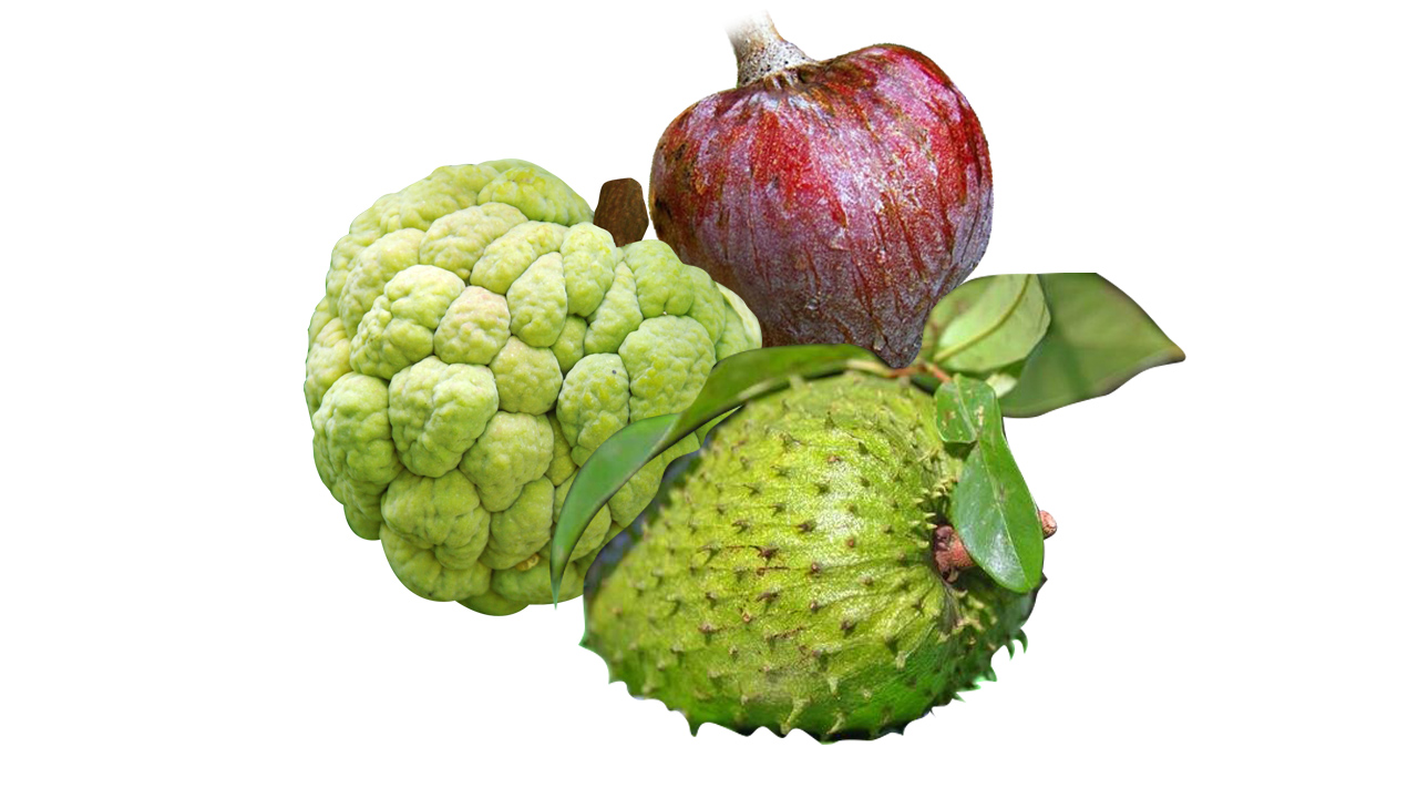 Vantinti Chitkalu: రామాఫలం - ఎ కస్టర్డ్‌ యాపిల్‌ | Ramaphal Cancer ...