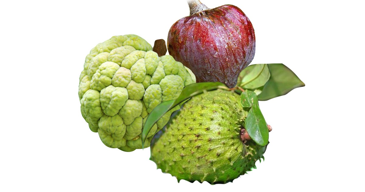 Vantinti Chitkalu: లక్ష్మణ ఫలం - క్యాన్సర్ కు లక్ష్మణరేఖ | హనుమ ఫలం ...