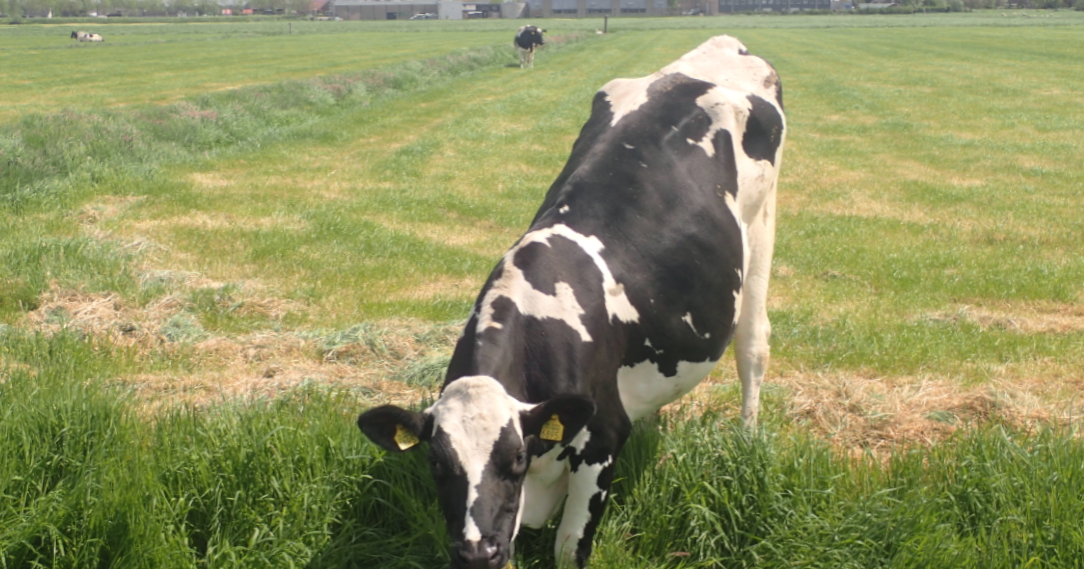 Cempaka Eco Green: Cow manure power plan steams ahead