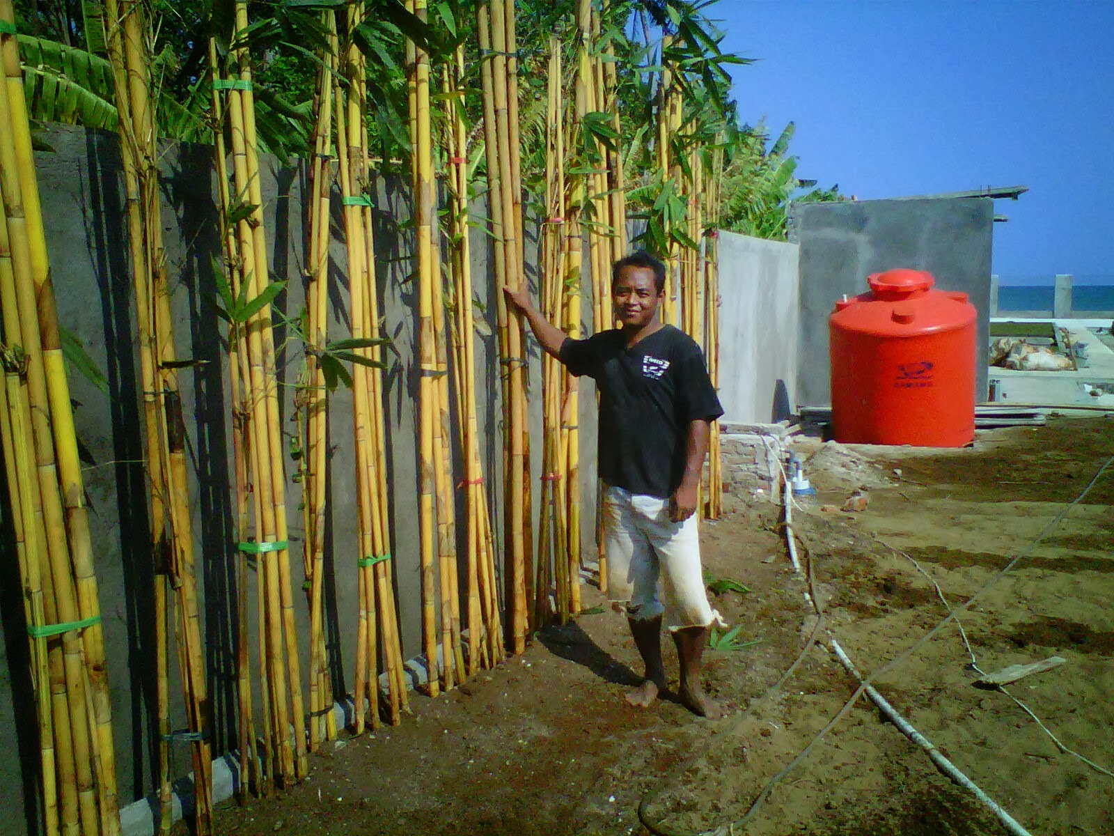 Bambu panda kuning | Bambu kuning murah | 083874028823 | Tukang Taman