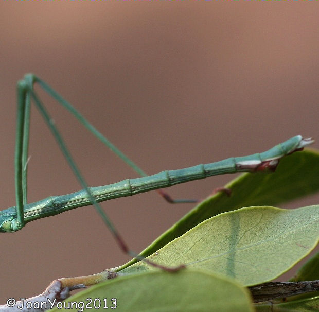 South African Photographs: Cape Stick Insect (Phalces brevis) M