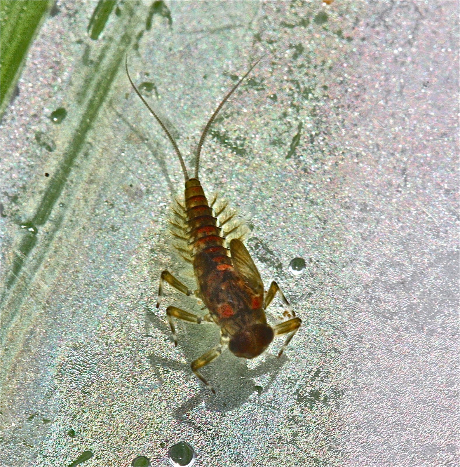 Aquatic Insects of Central Virginia: Acentrella nadineae: One of the ...
