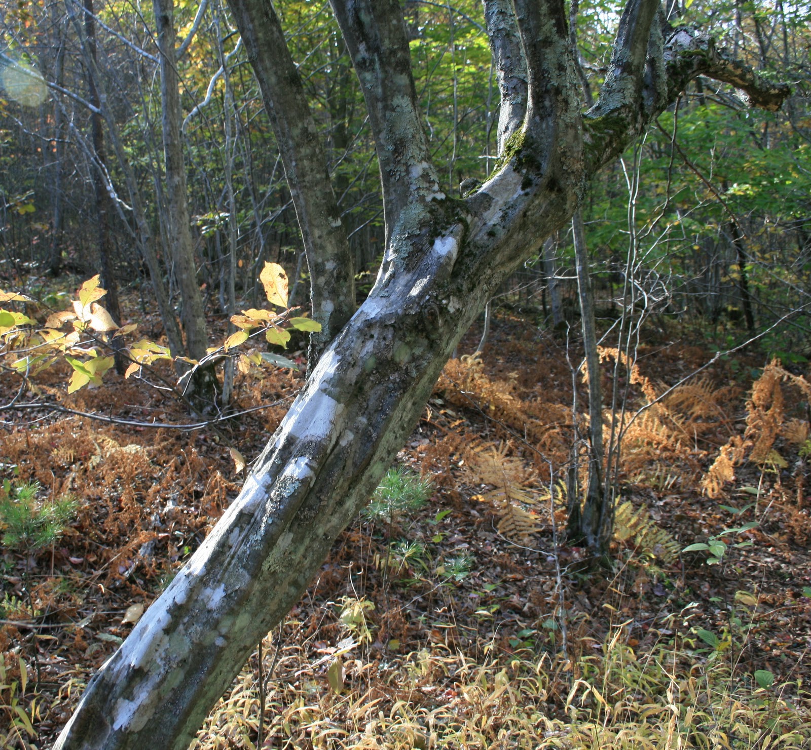 Spicebush Log: November 2011