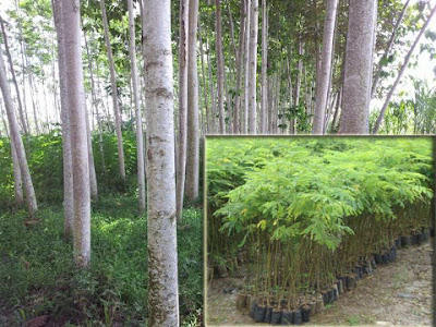 Cara Menanam Pohon Albasia ( Sengon ) Yang Baik dan Benar | Dasar-Dasar ...