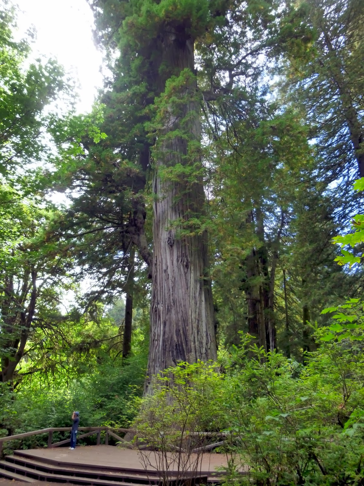 American Travel Journal: Big Tree and Circle Trail - Redwood National ...