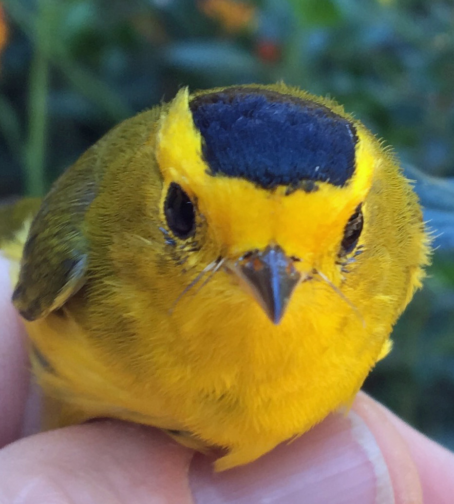 BSBO Bird Bander's Blog