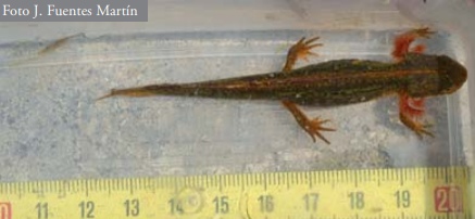 Diario de un galápago europeo: La neotenia en anfibios