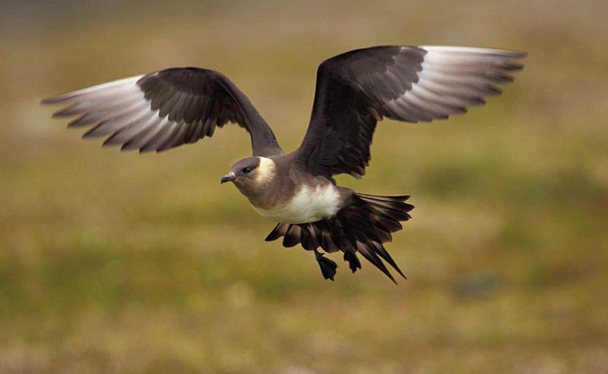 Arctic Skua New Facts And Photos | All Wildlife Photographs