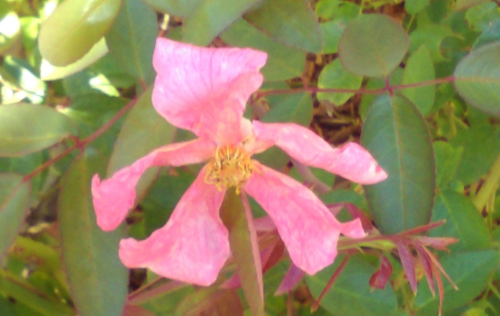 Earth-Kind Roses: An Introduction