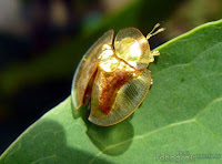 ciri-ciri hewan kepik