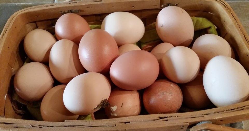 Heel Veel Weetjes: 12 weetjes over eieren