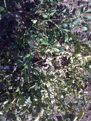 The Wandering Arborist: The Mystery of the 'Toe'