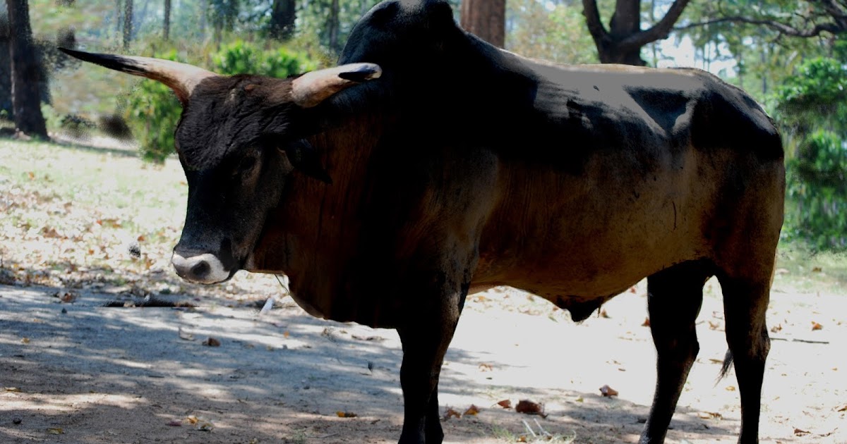 Abe's Animals: 6 globally extinct animals from Britain (United Kingdom)