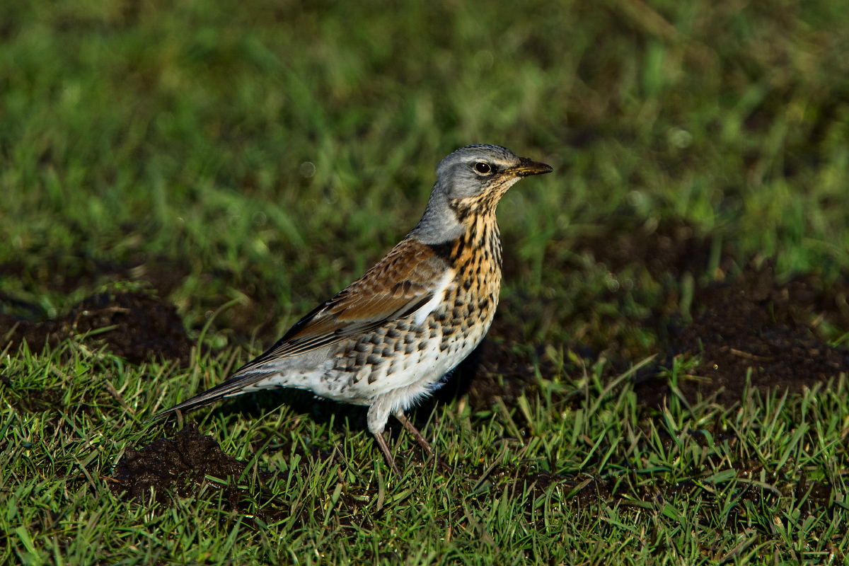 Langbråten foto og natur: To vanlige troster