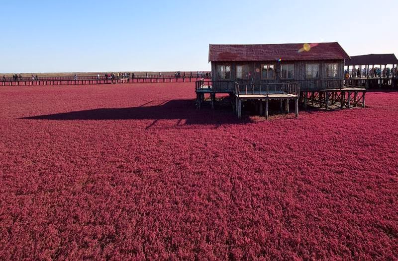 The Red Beach in Panjin, China