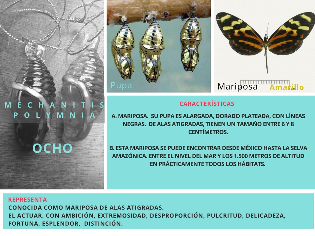 Clasificación de Crisálidas