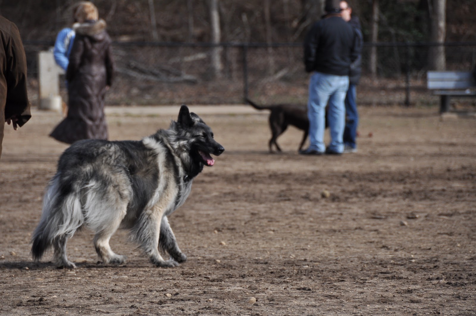 Cooper's Shiloh Shepherd Blog